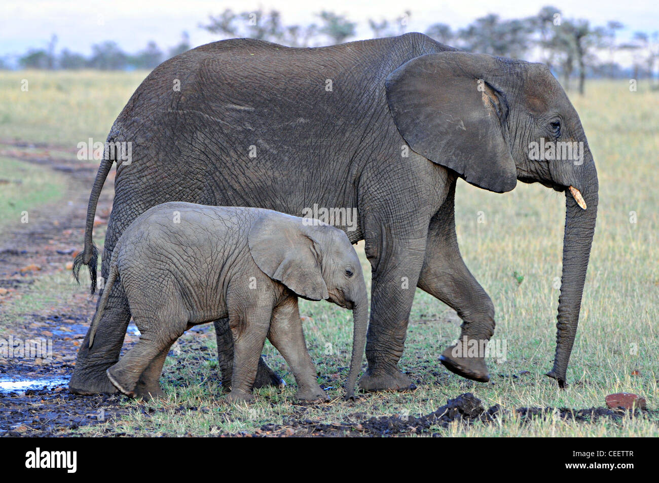 Elephant with calf hi-res stock photography and images - Alamy