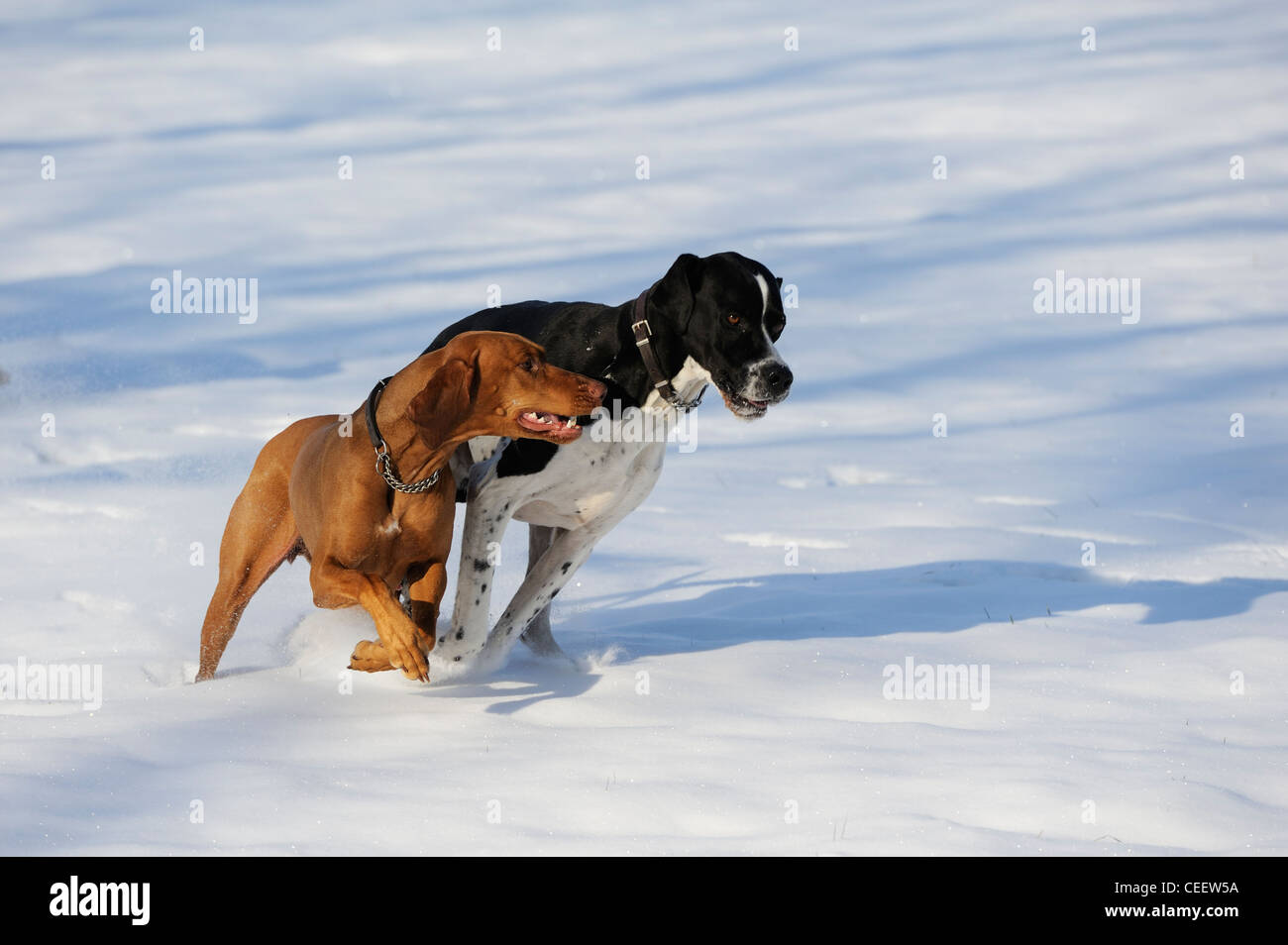 Stock Photo of dogs playing in the snow Stock Photo - Alamy