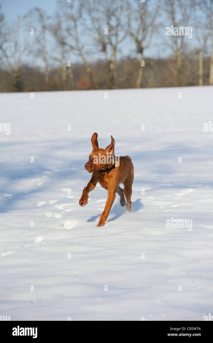 Stock Photo of Hungarian Vizsla running in the snow Stock Photo - Alamy