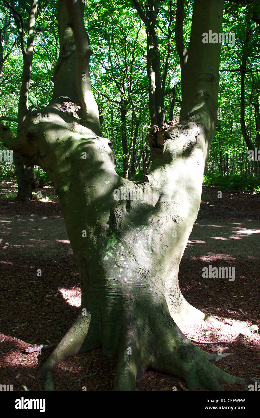 Forked tree branch hi-res stock photography and images - Alamy