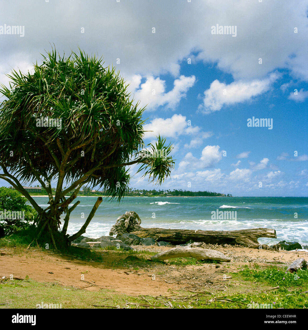 Hala Tree Hawaii High Resolution Stock Photography and Images - Alamy