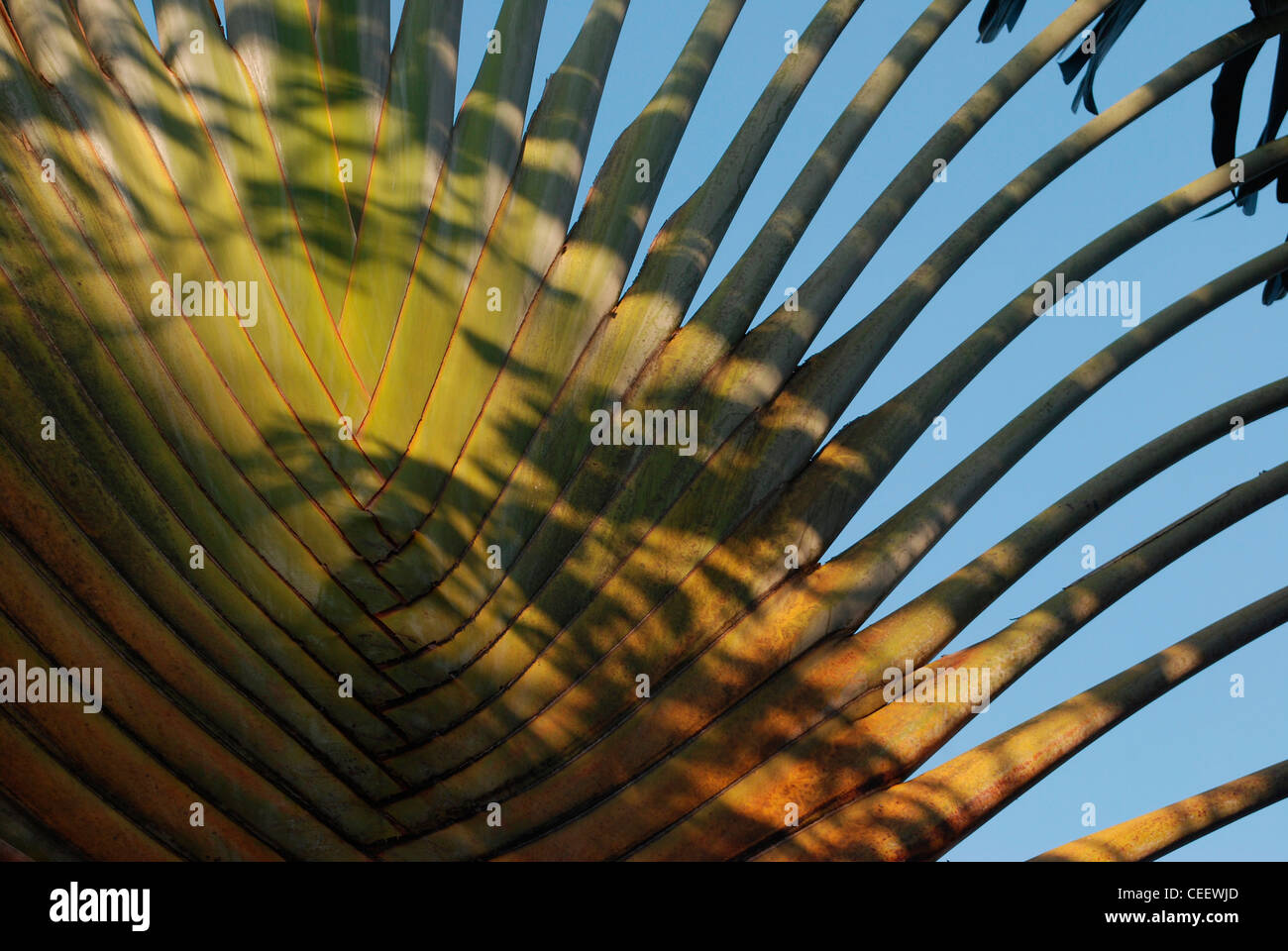 The travellers tree hi-res stock photography and images - Alamy