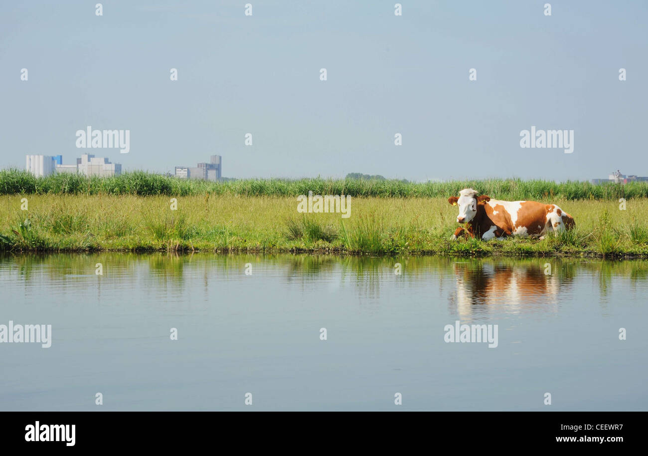 Polder hi-res stock photography and images - Alamy