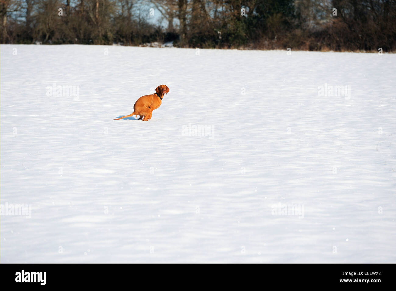 Does Snow Give Dogs Diarrhea