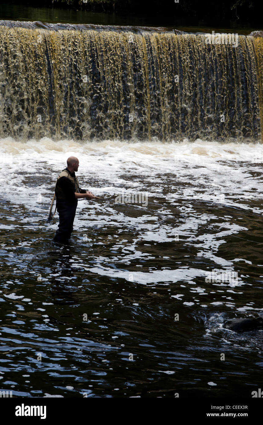 Angler fly fishing on the River Almond at Cramond, Edinburgh, Scotland ...