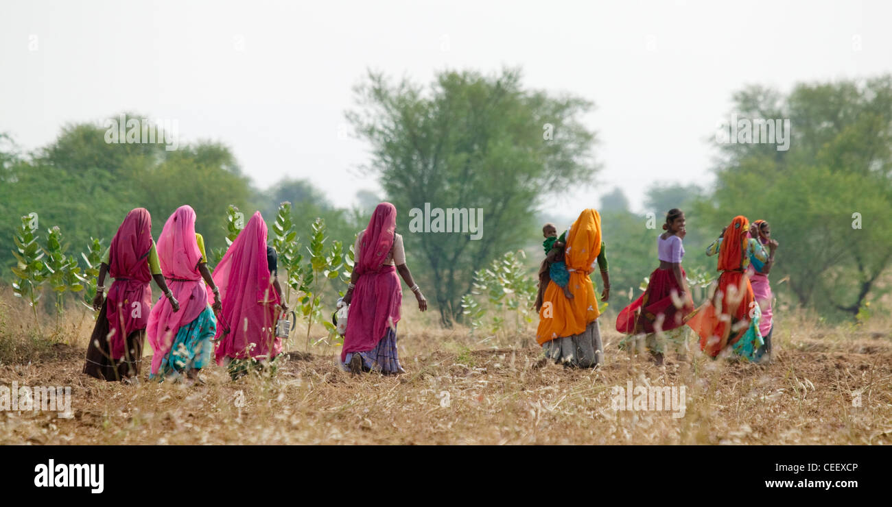 Girls wearing colorful sari, Pushkar, Rajasthan, India Stock Photo - Alamy