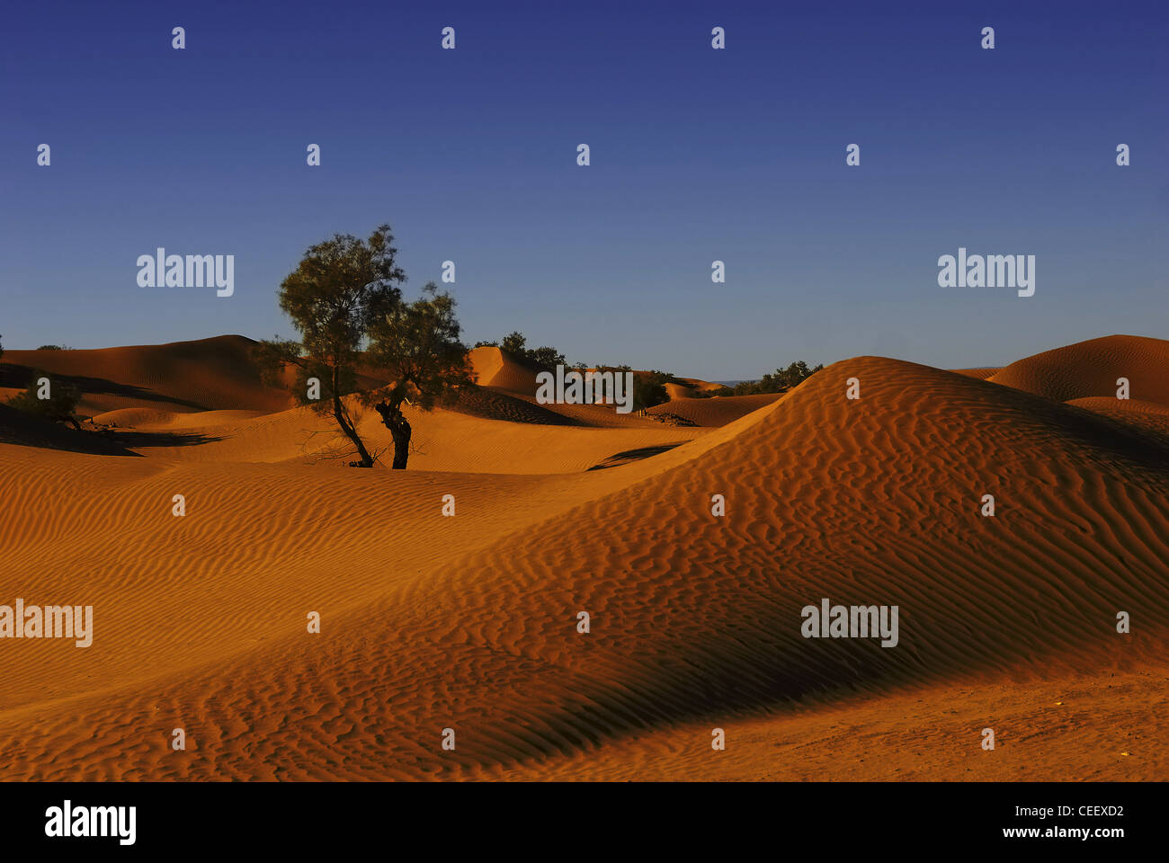 Isolated tree in Sahara desert Stock Photo - Alamy