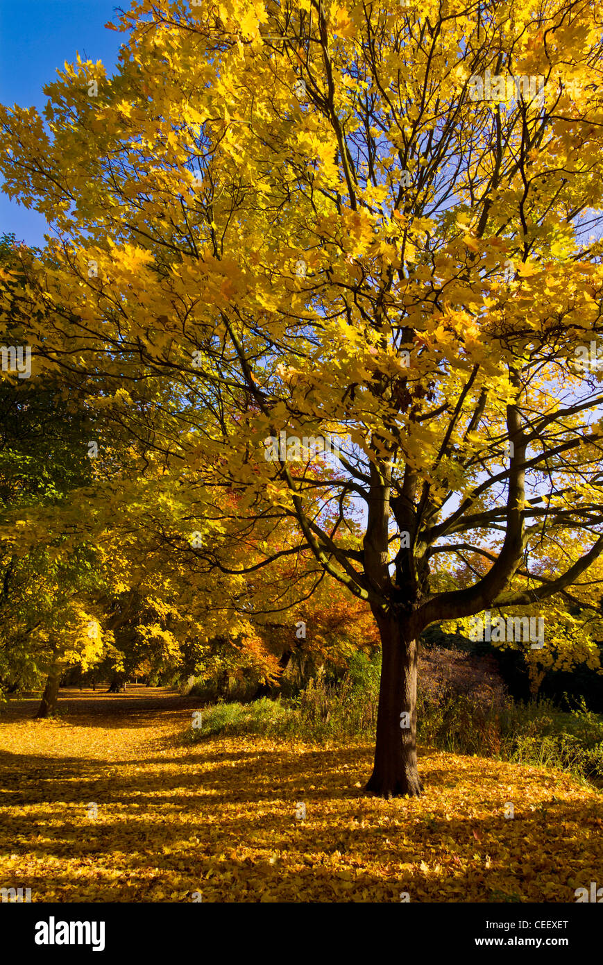 Autumn colours High fields Park Nottingham university park ...