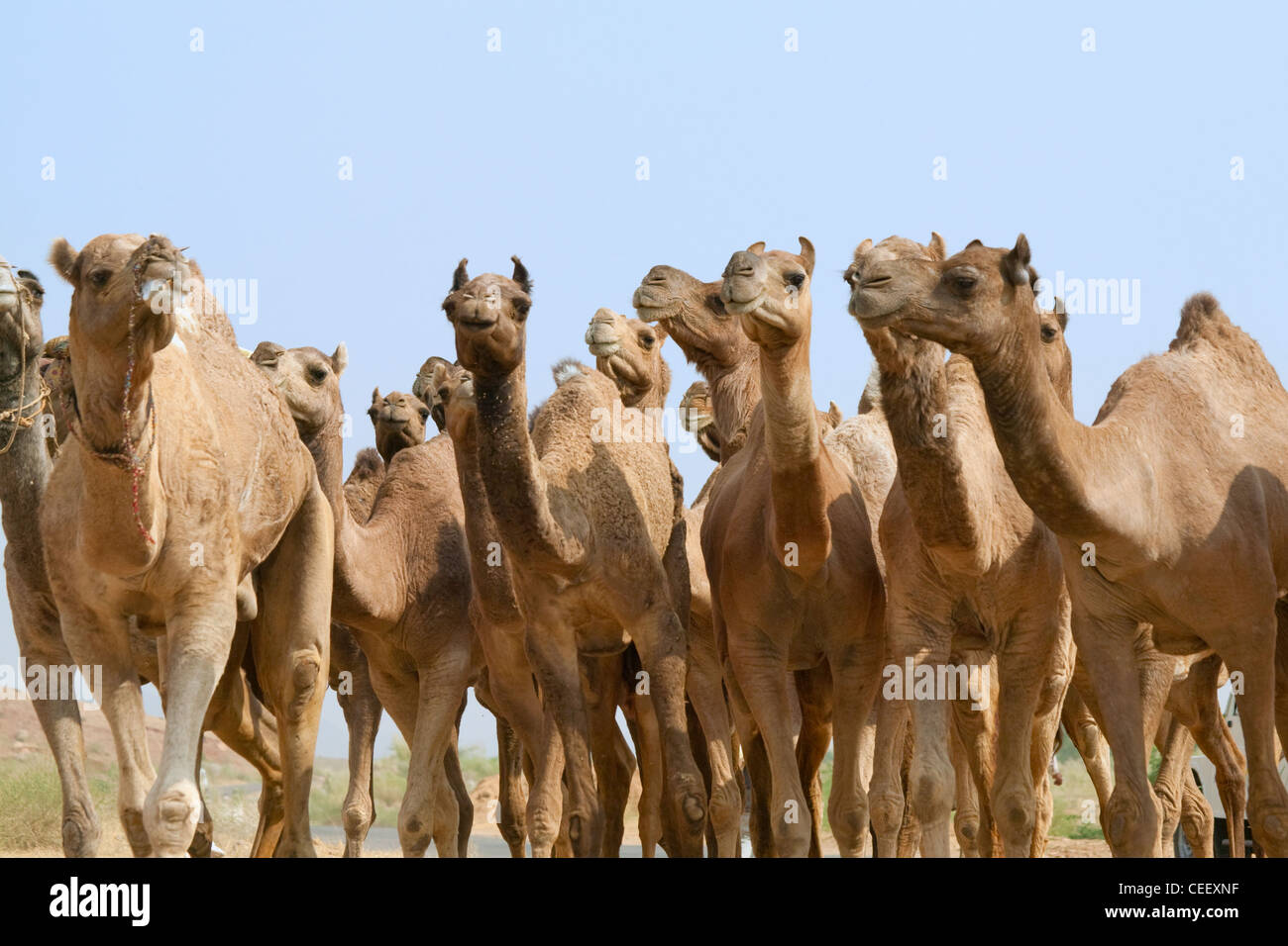 Camels in the desert, Pushkar, Rajasthan, India Stock Photo - Alamy