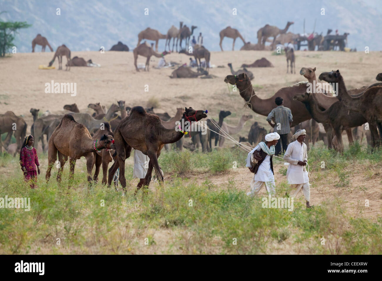 Pushkar Camel Fair, Pushkar, Rajasthan, India Stock Photo - Alamy