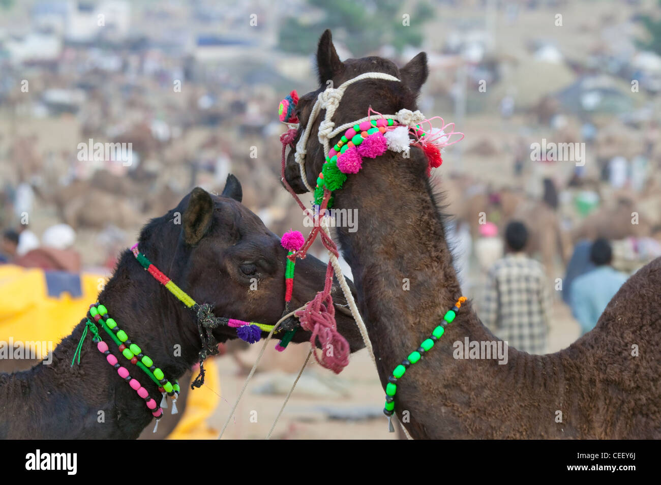 Pushkar Camel Fair, Pushkar, Rajasthan, India Stock Photo - Alamy