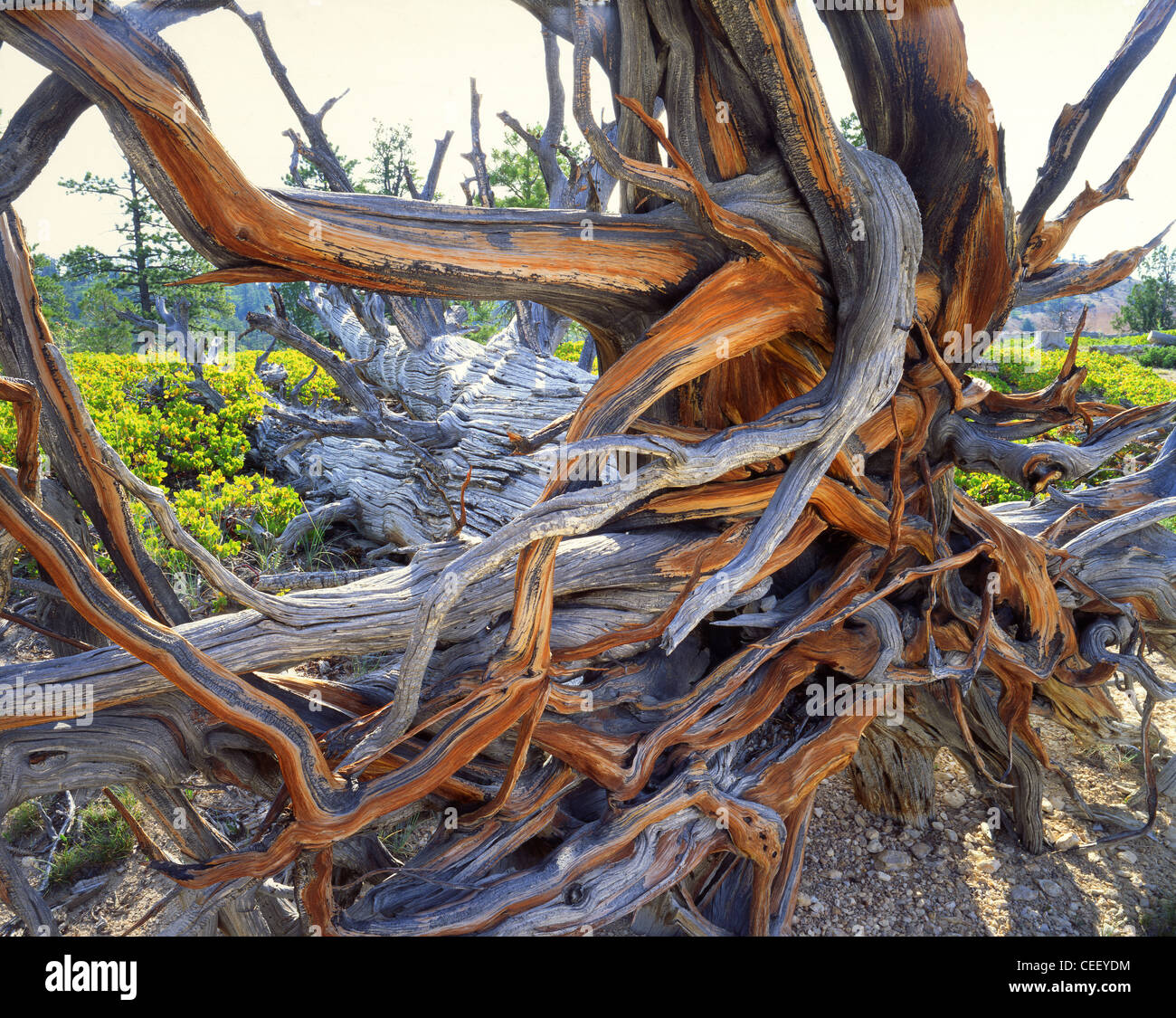 Root system paria point hi-res stock photography and images - Alamy