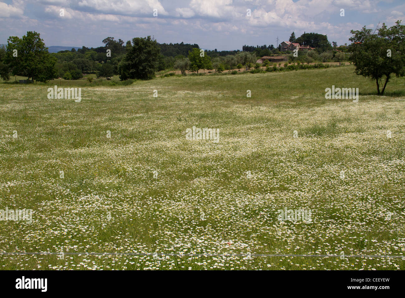 The Portuguese countryside and wildflowers. Gouveia, Serra da Estrela ...