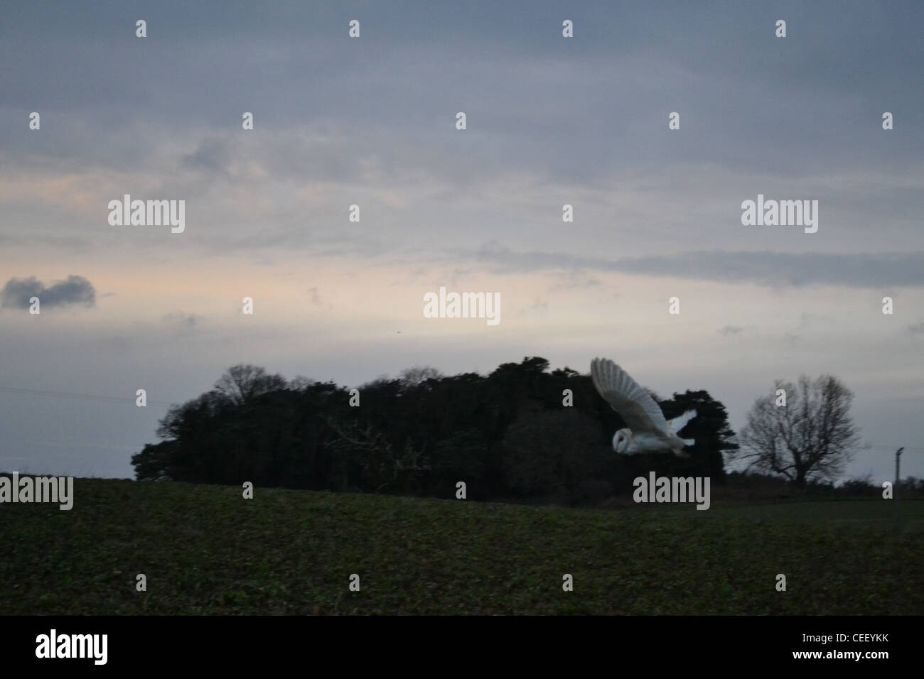 owl barn owl flying hunting Stock Photo - Alamy