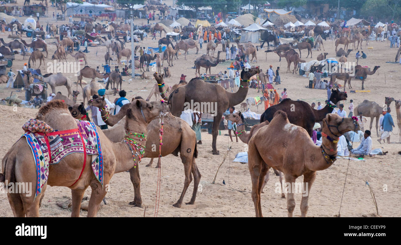 Pushkar Camel Fair, Pushkar, Rajasthan, India Stock Photo - Alamy