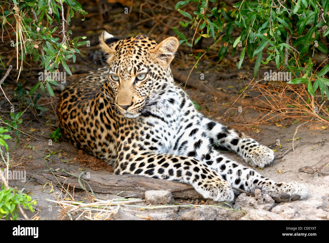A sub adult Leopard Stock Photo - Alamy