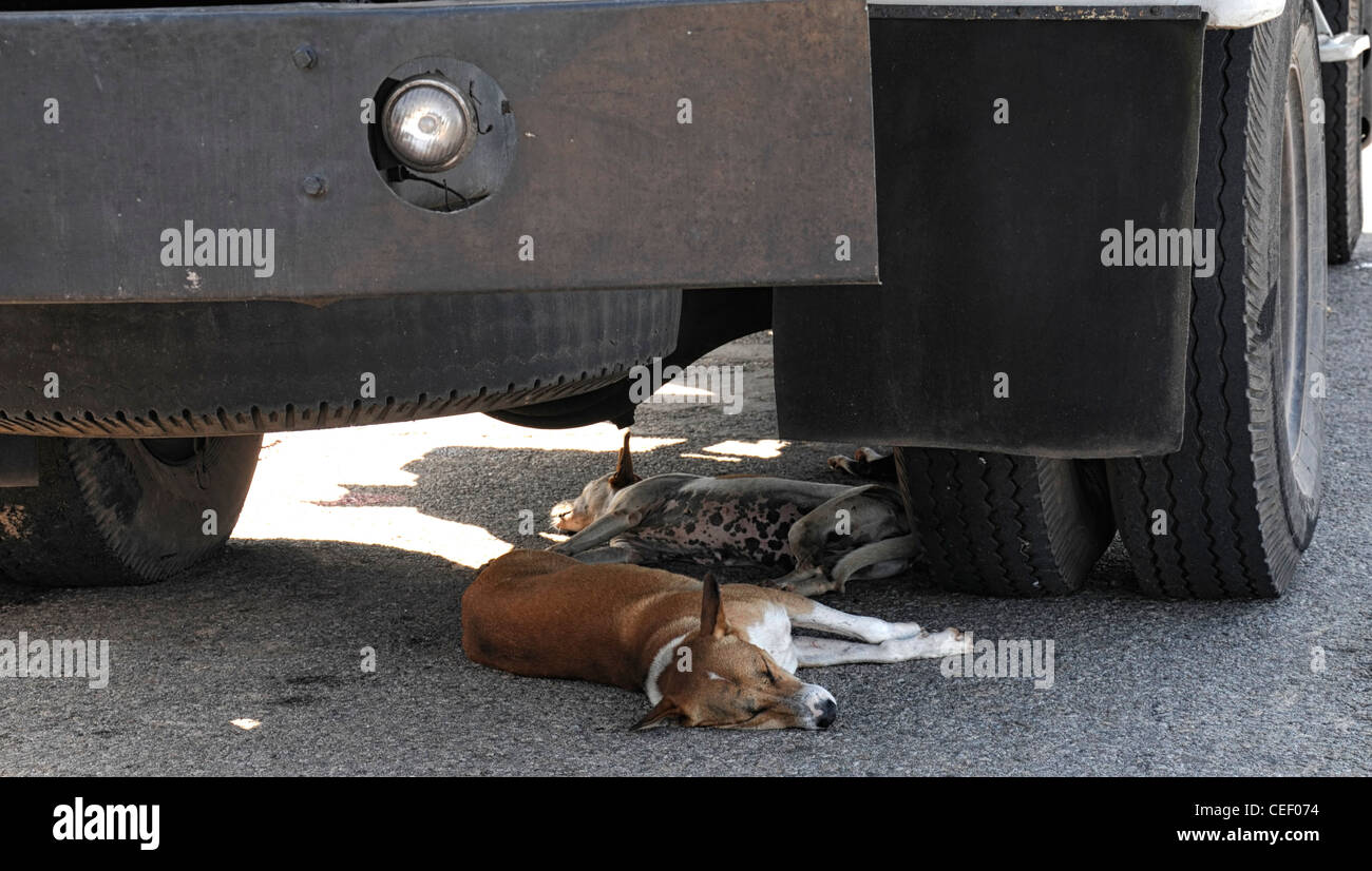 Dog under a truck hi-res stock photography and images - Alamy
