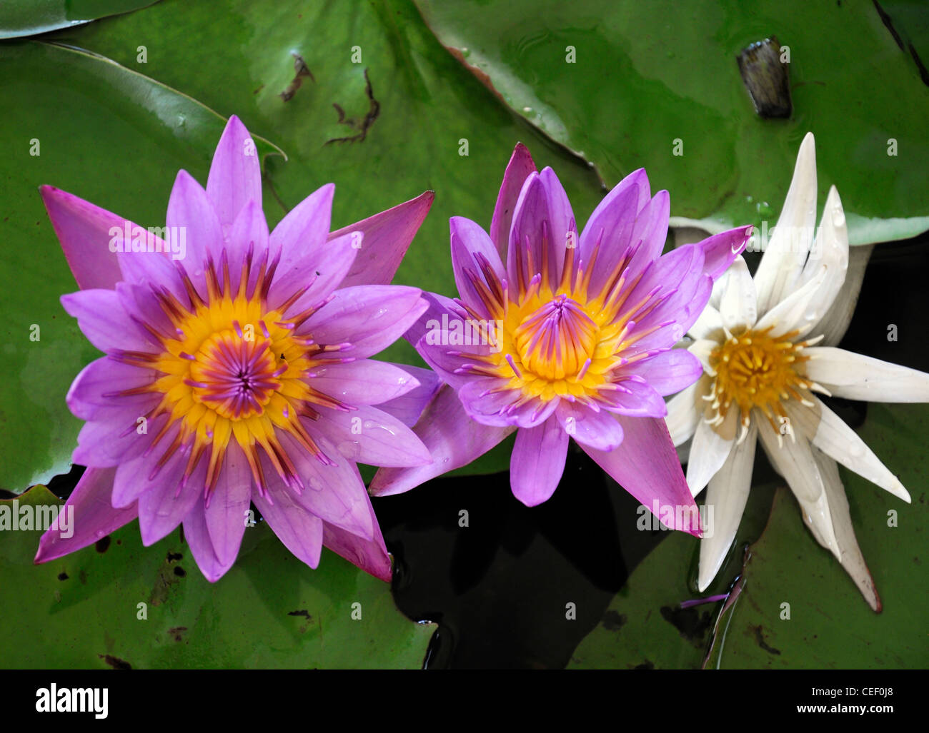 Pink water lily nymphea hi-res stock photography and images - Alamy