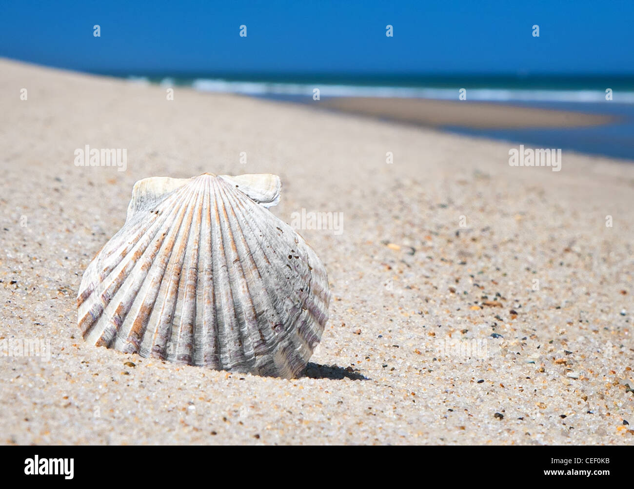 Close-up of scallop shell on beautiful empty beach with water in ...
