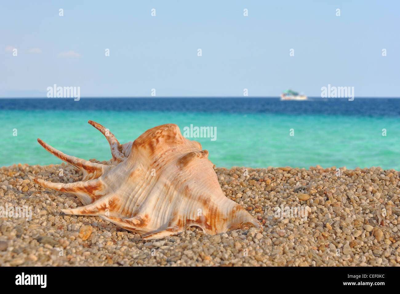 Summer scene #4 Sea shell on the beach Stock Photo - Alamy