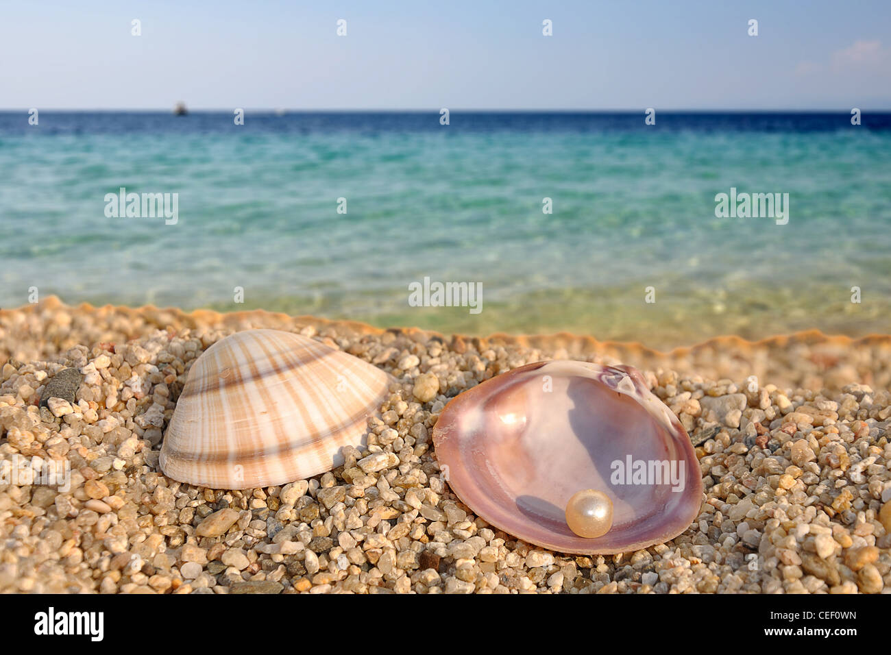 Summer scene #2 - sea shell and the pearl Stock Photo - Alamy