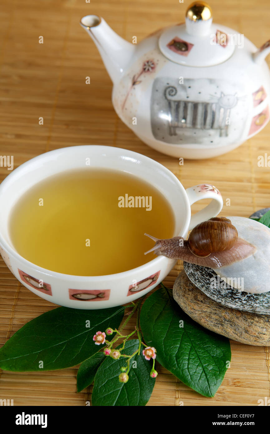 Green tea cup and snail Stock Photo - Alamy