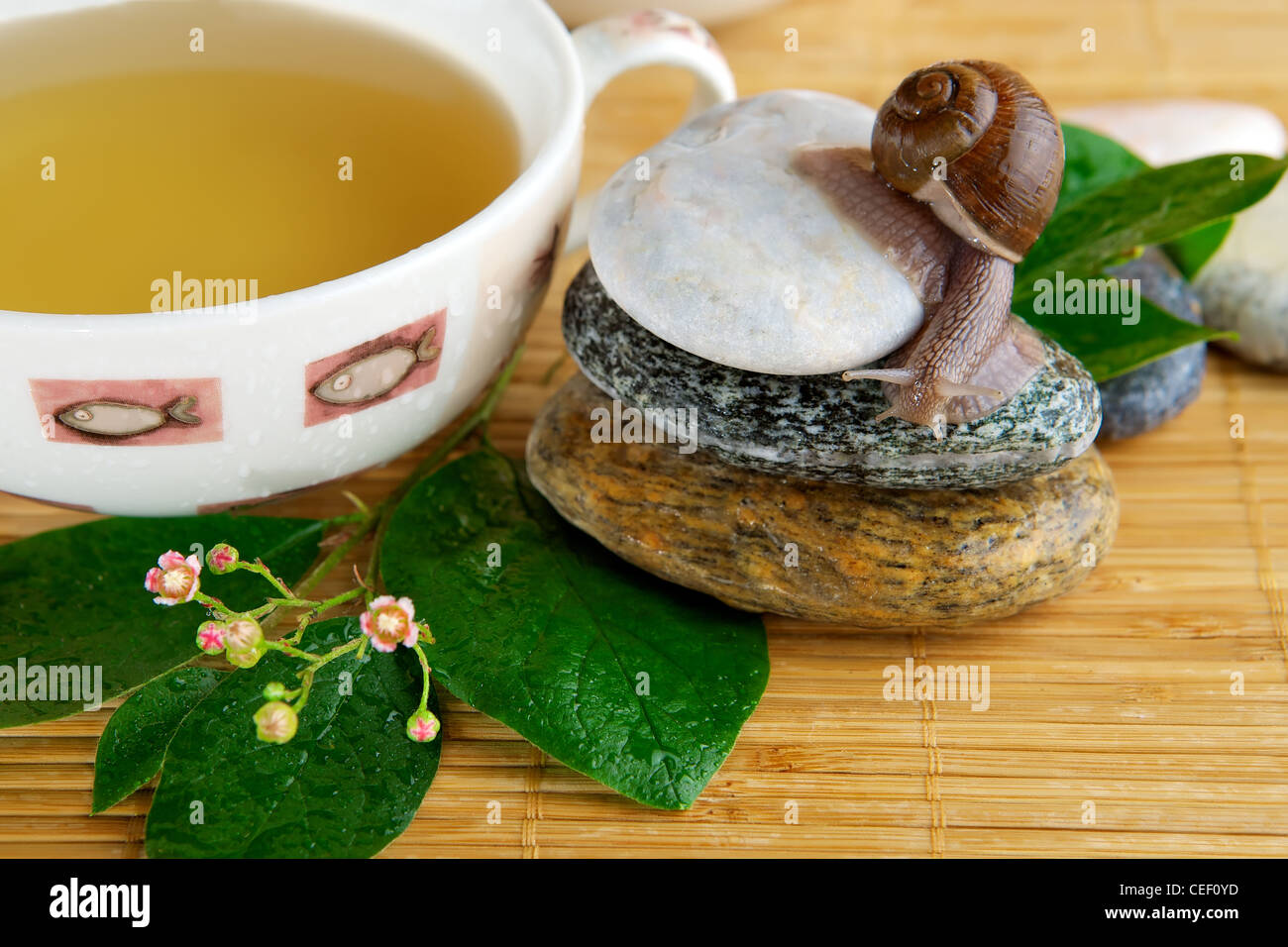 Green tea cup and snail Stock Photo - Alamy