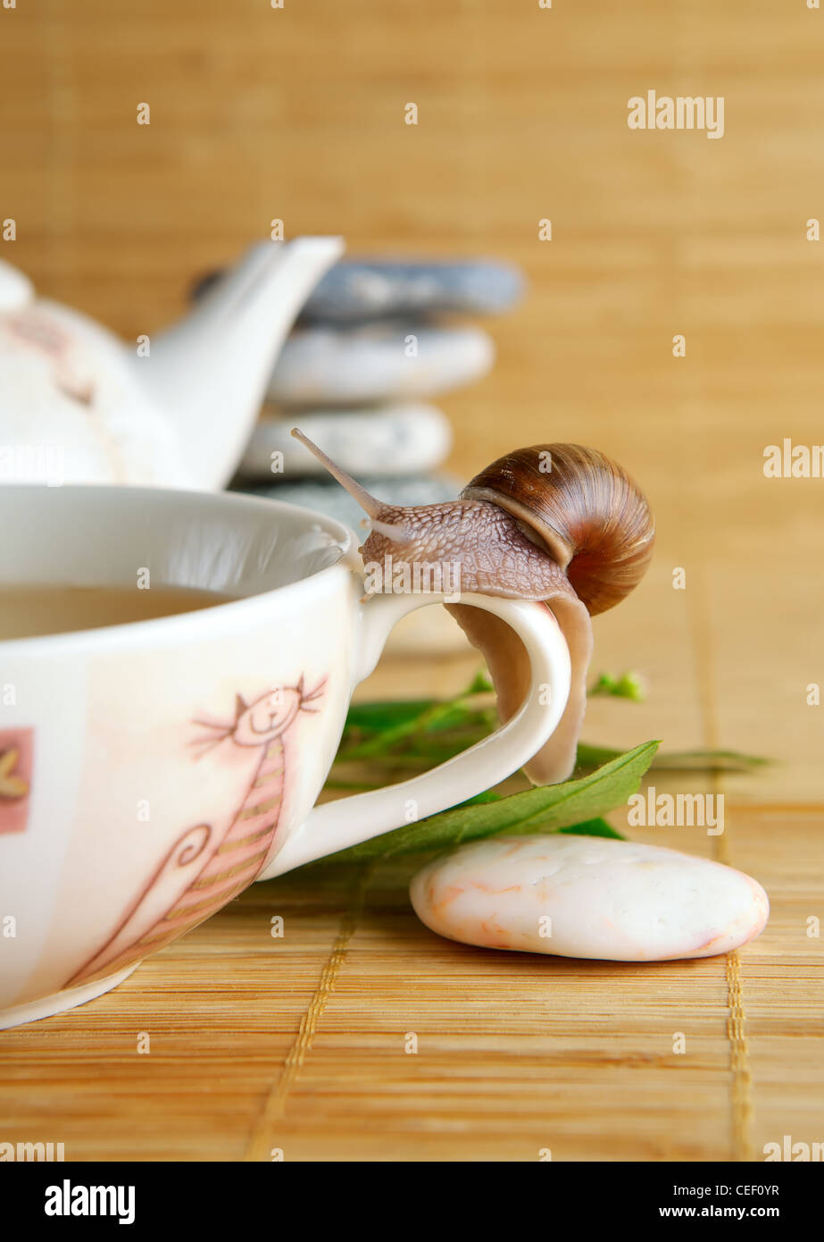 Green tea cup and snail Stock Photo - Alamy