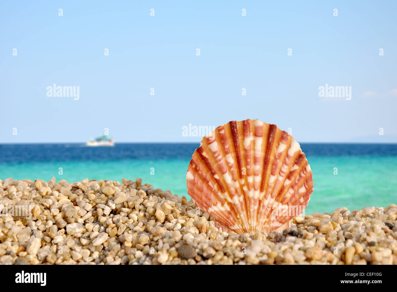 Summer scene #3 - sea shell on the beach Stock Photo - Alamy