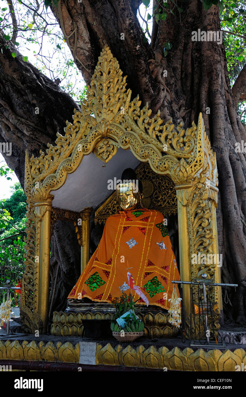 statue statues buddha buddhist orange robe robes robed underneath Bodhi ...