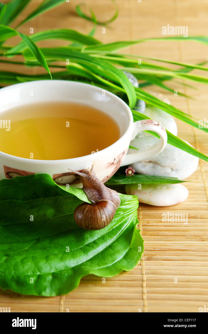 Green tea cup and snail Stock Photo - Alamy