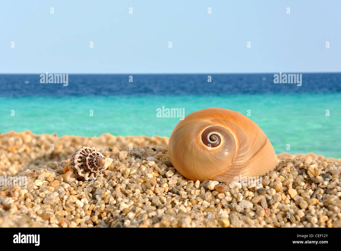 Summer scene #1 - sea shells on the beach Stock Photo - Alamy
