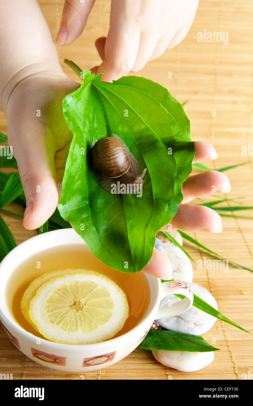 Lemon Snail High Resolution Stock Photography and Images - Alamy