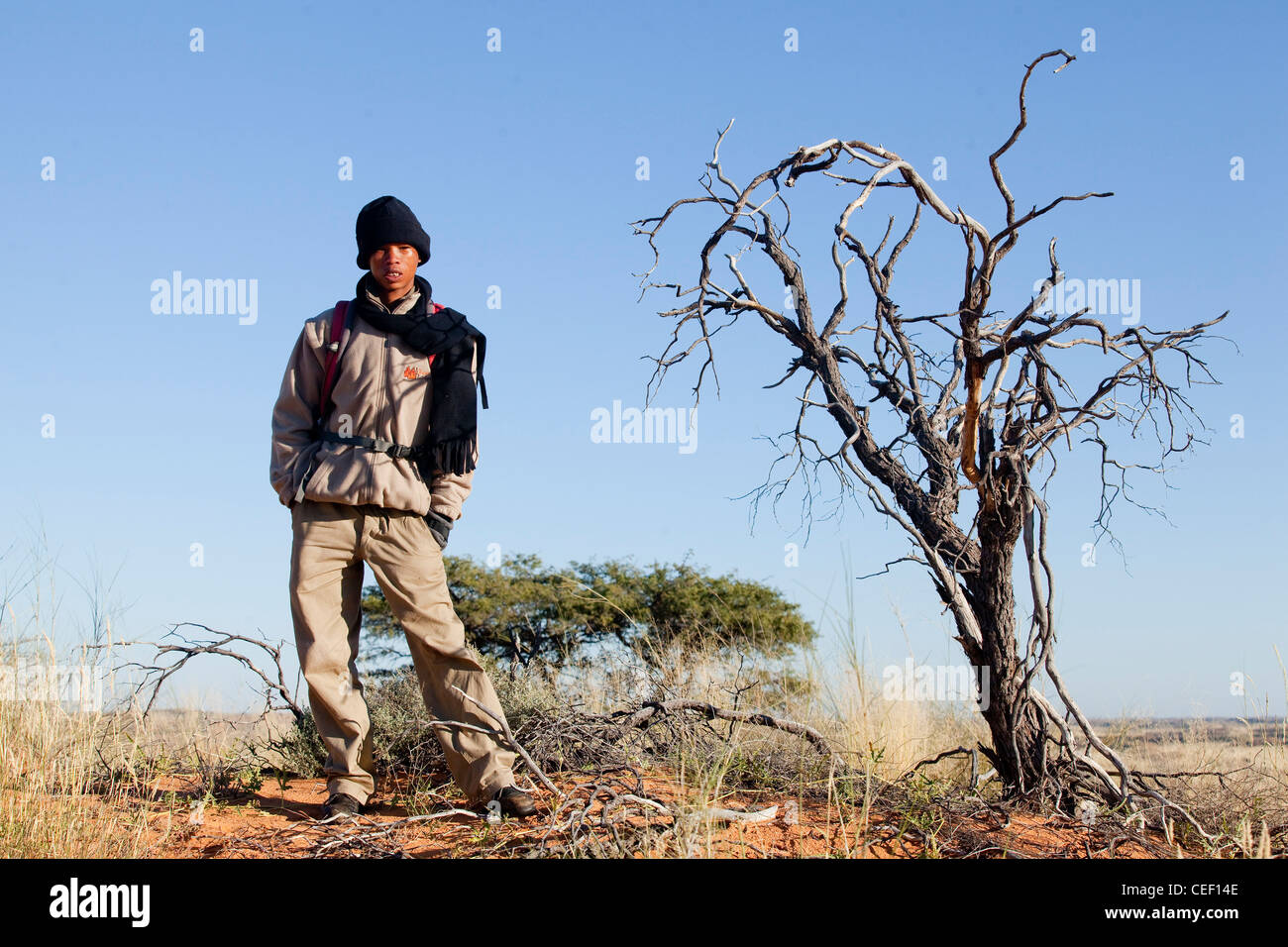desert guide next to dead kalahari tree Stock Photo - Alamy