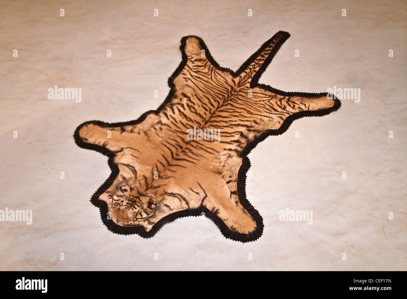 Tiger skin decorated in Prithvi Vilas Palace, Jhalawar, Rajasthan ...
