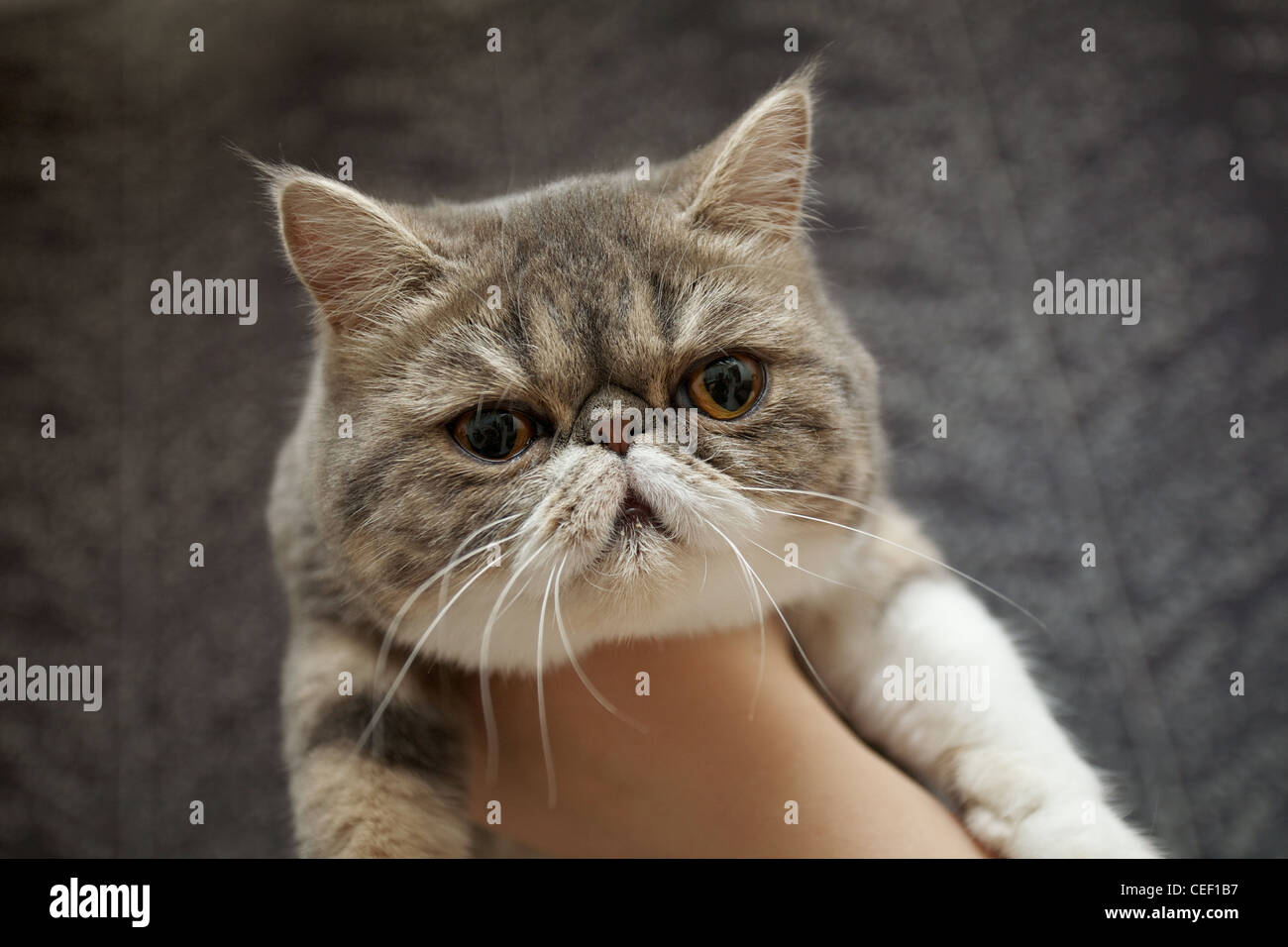 Cats persian exotics hi-res stock photography and images - Alamy