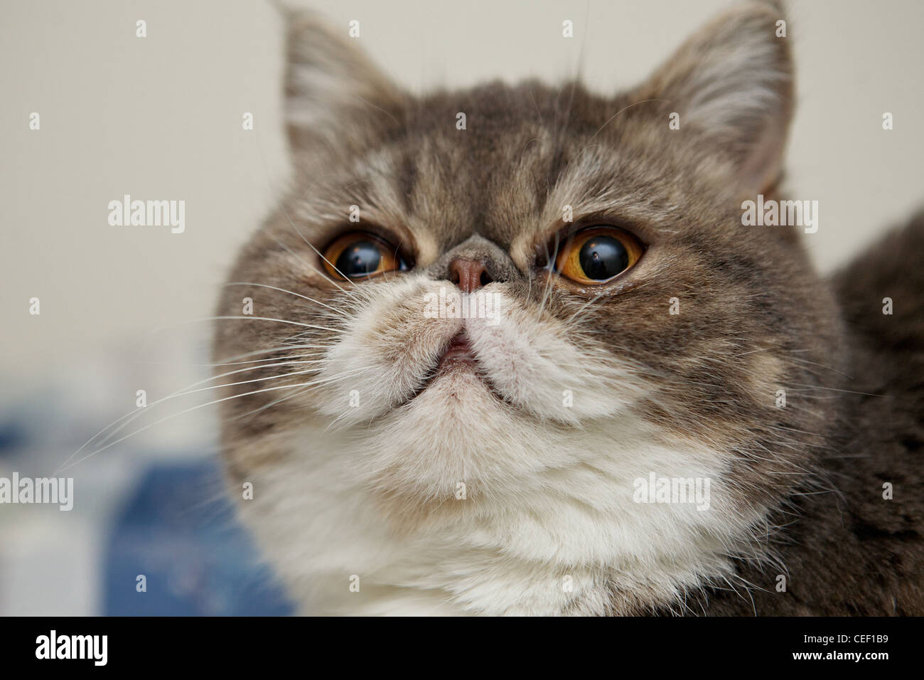 Exotics pet hi-res stock photography and images - Alamy