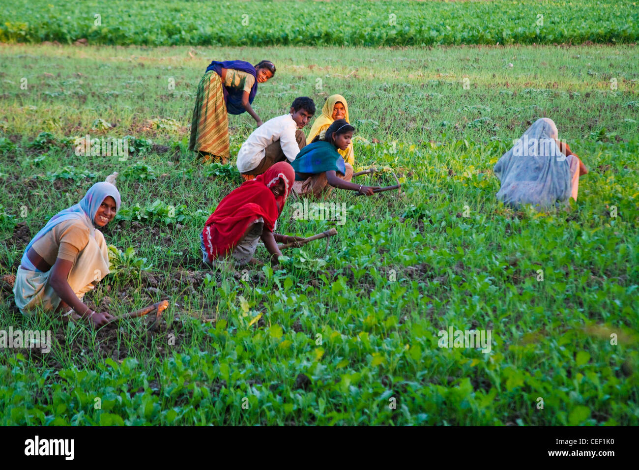 Indian woman farmers hi-res stock photography and images - Alamy