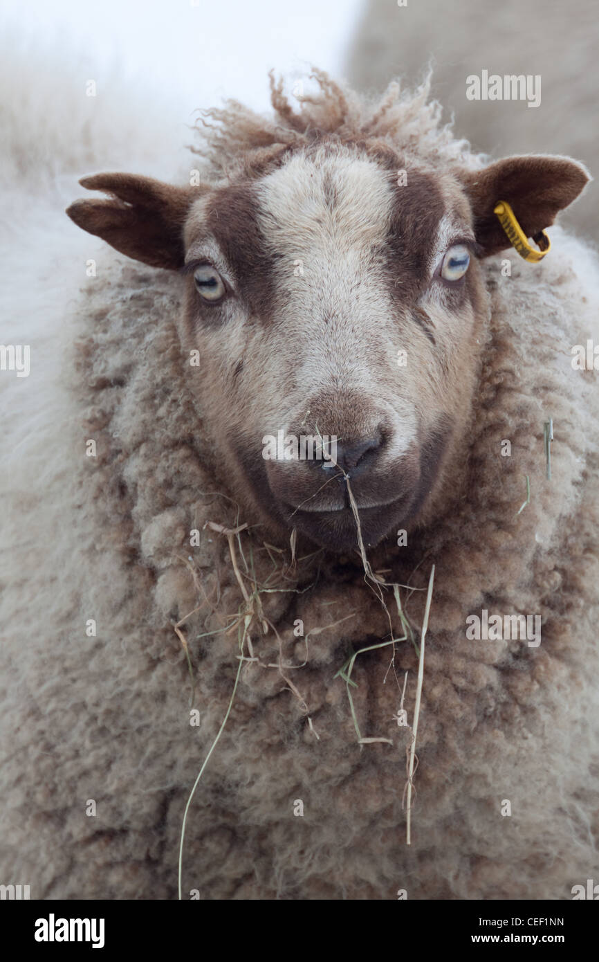 Pregnant ewe hi-res stock photography and images - Alamy