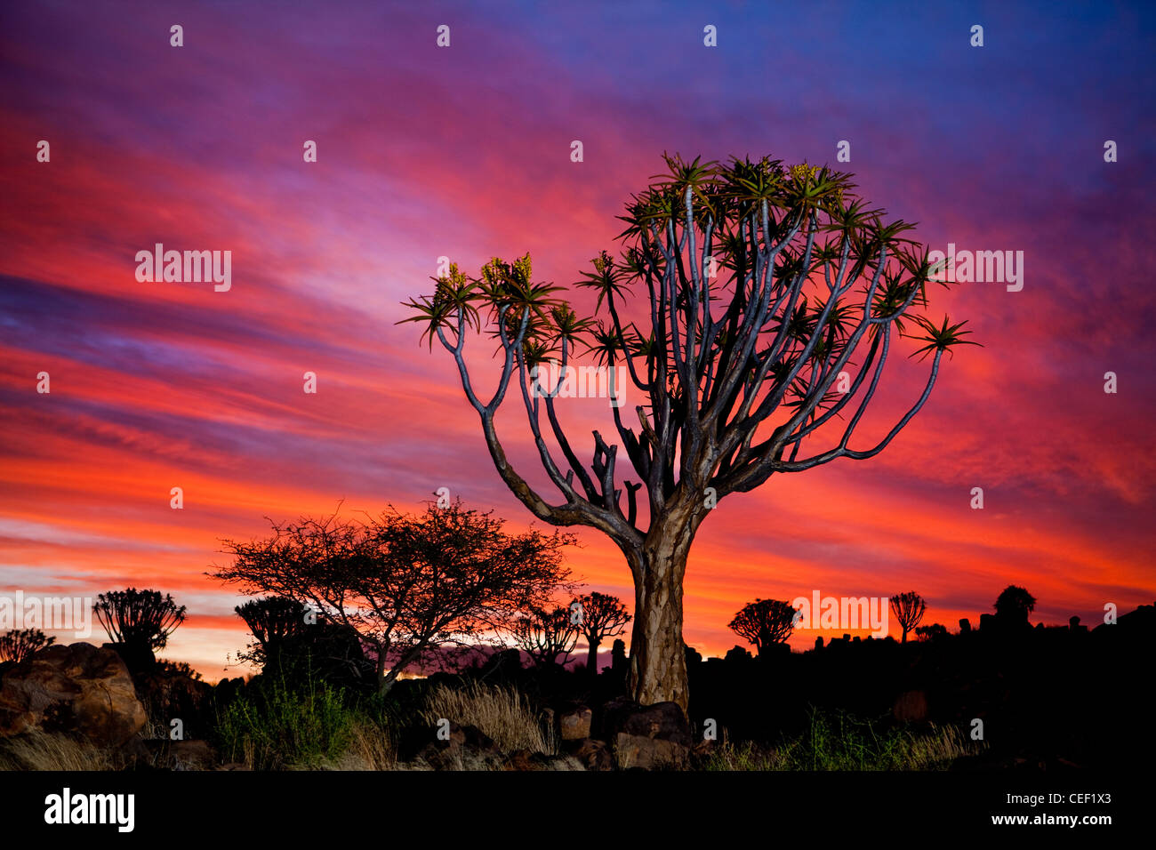 A quiver tree (the kokerboom) forest, near Keetmanshoop, Namibia at ...