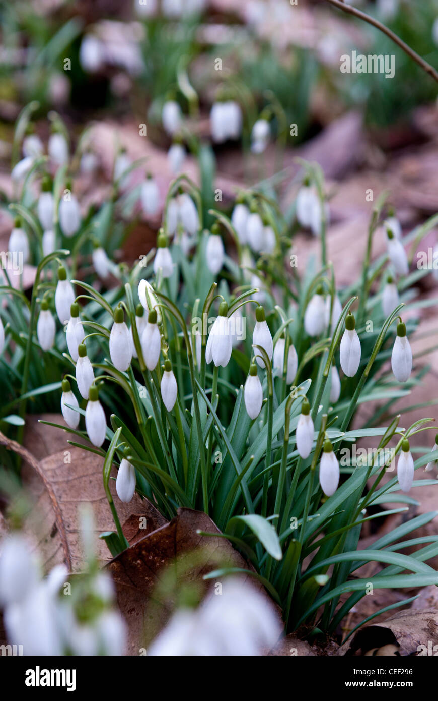 Galanthus hi-res stock photography and images - Alamy