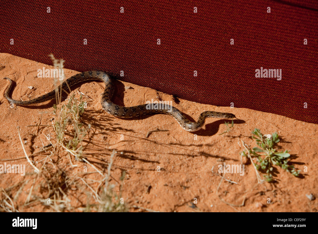 Thar Desert Snakes