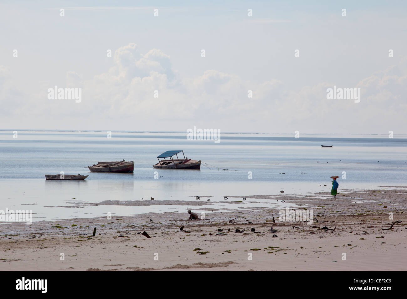 Woman digging clams hi-res stock photography and images - Alamy