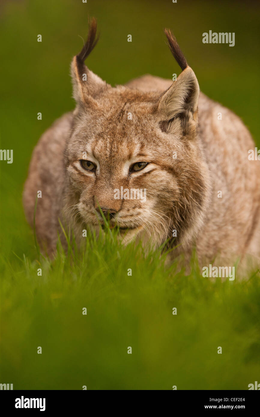 Siberian Lynx ( Lynx lynx wrangeli ) In Long Grass Stock Photo - Alamy