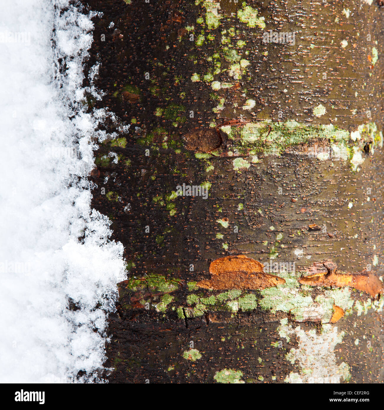 Wet tree trunk with melting snow on the side with a lot of texture ...