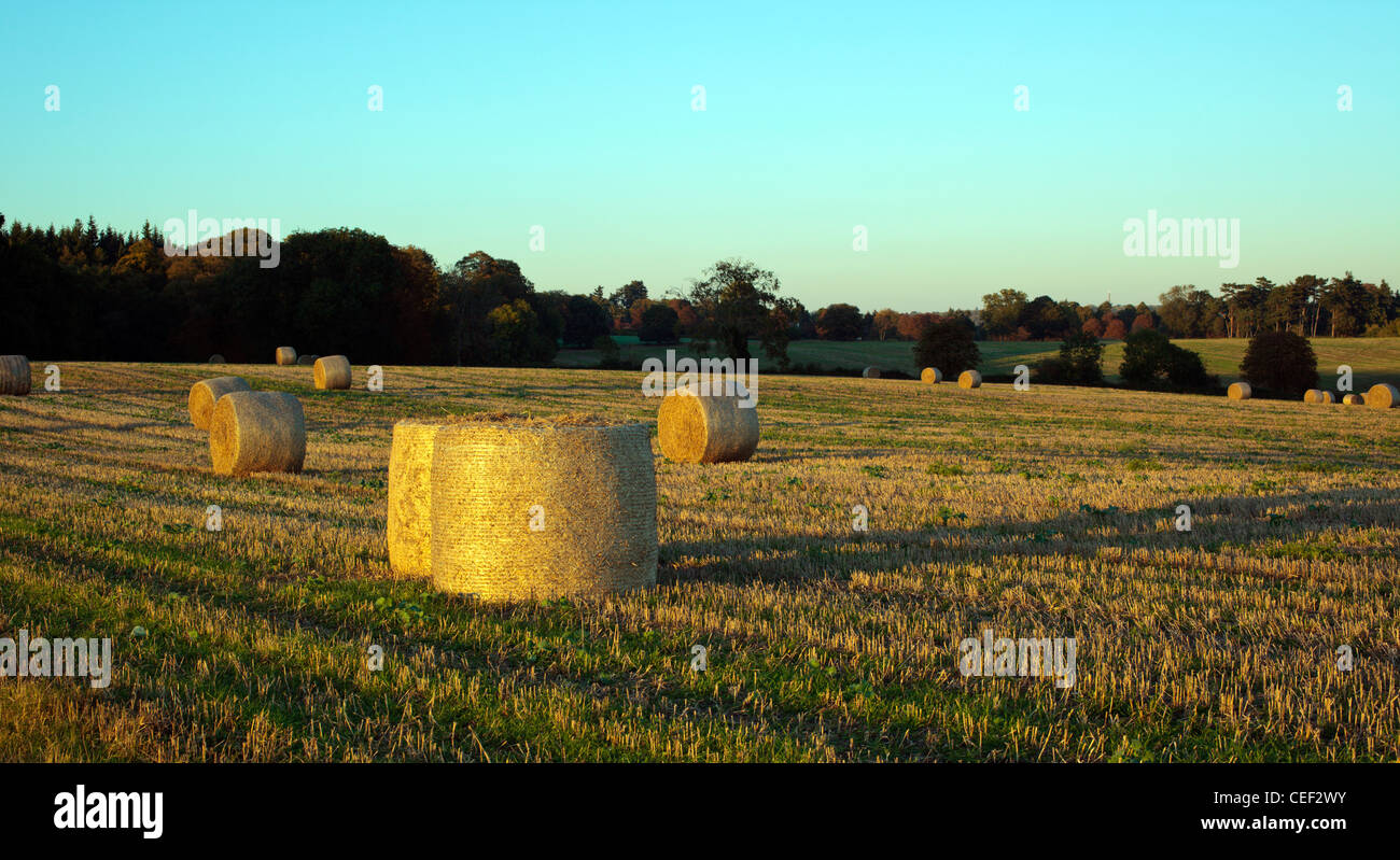Hay rolls in Chilterns field in evening light Stock Photo - Alamy