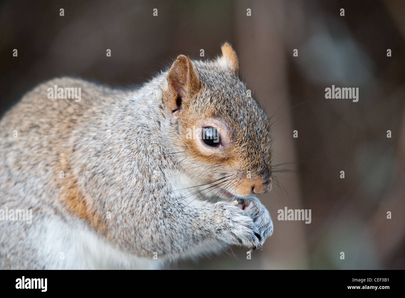 Grey gray squirrel close-up close up detailed eye contact wildlife uk ...