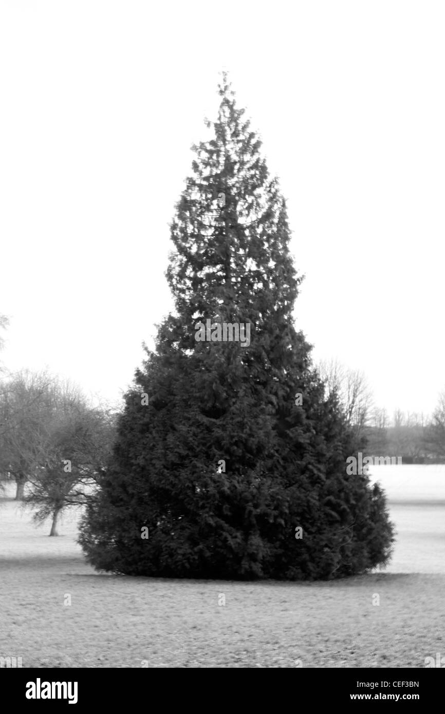 Tall tree fern hi-res stock photography and images - Alamy