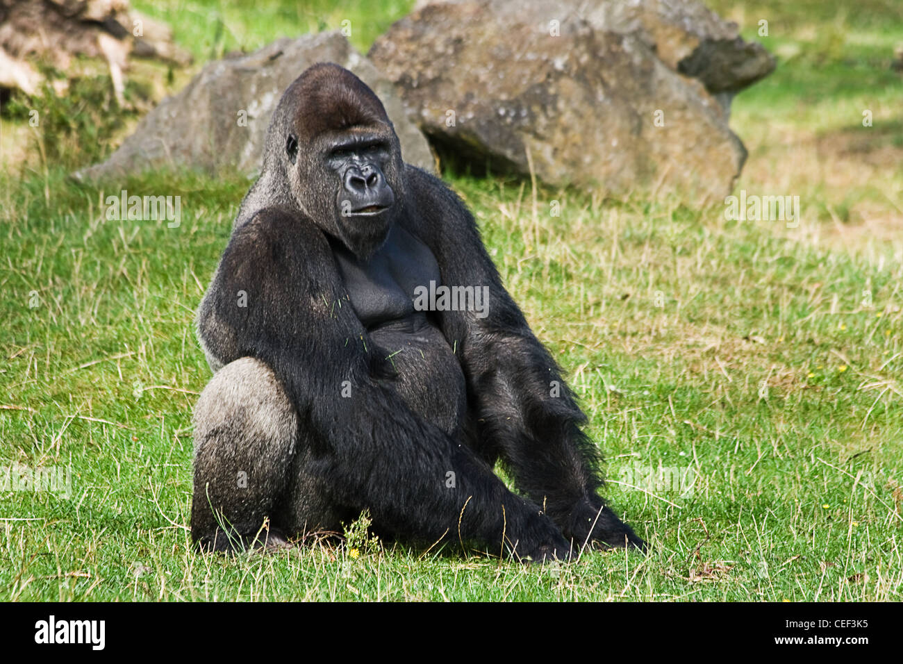Gorilla silverback sitting on grass relaxing and looking around Stock ...