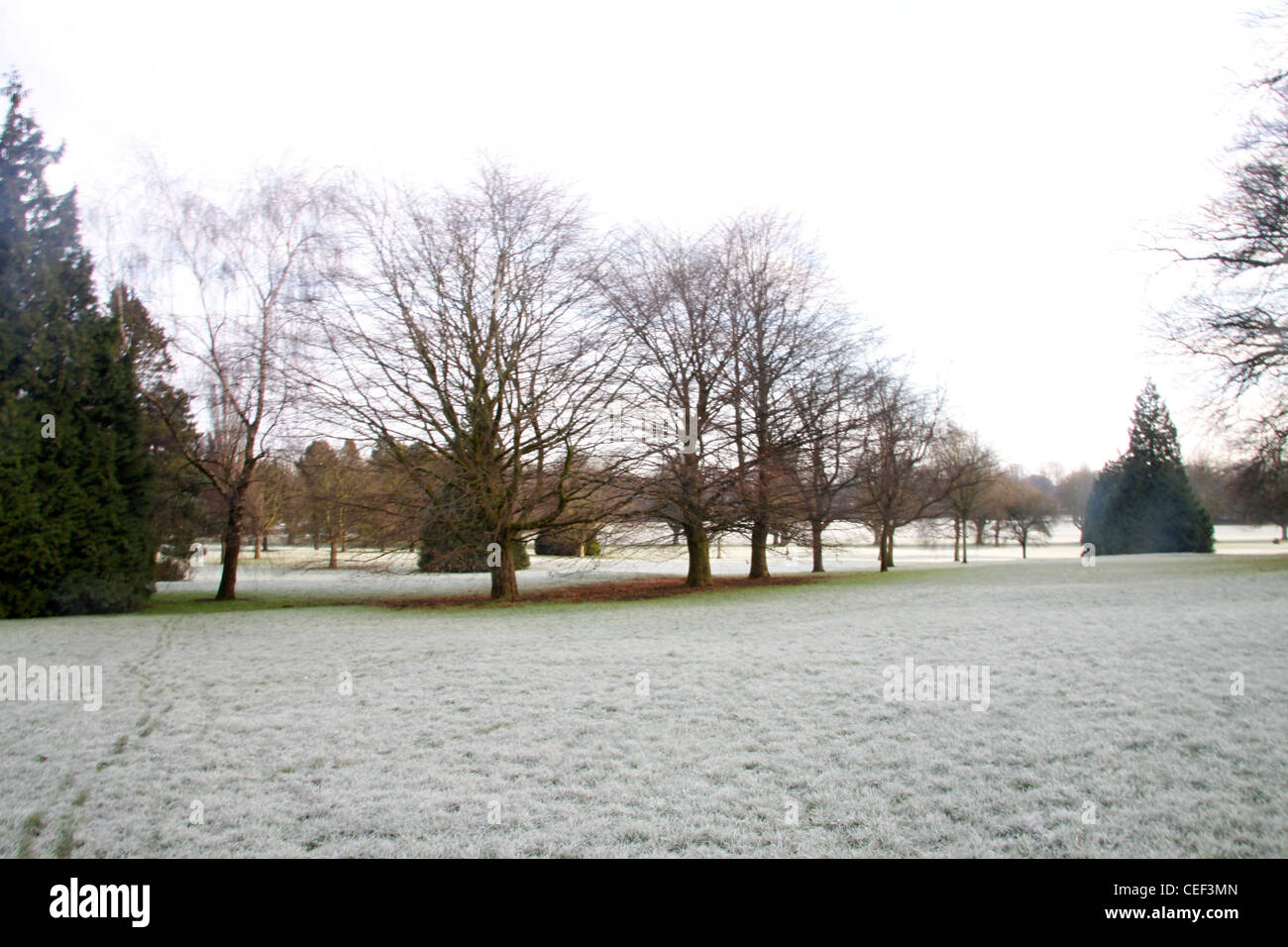 bright trees winter morning Stock Photo - Alamy